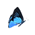 Butterfly View | Gleneagles Hospitals Malaysia